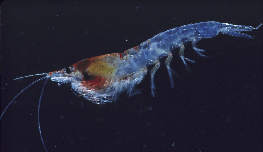 Contribute to Shaping the Science and Vision of SCAR’s new C-CAGE ...